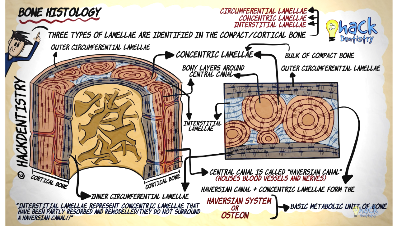 Interstitial Lamellae And Circumferential Lamellae