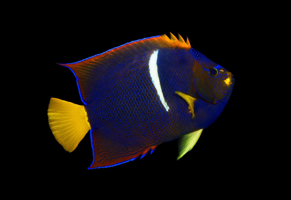 Clipperton Angelfish