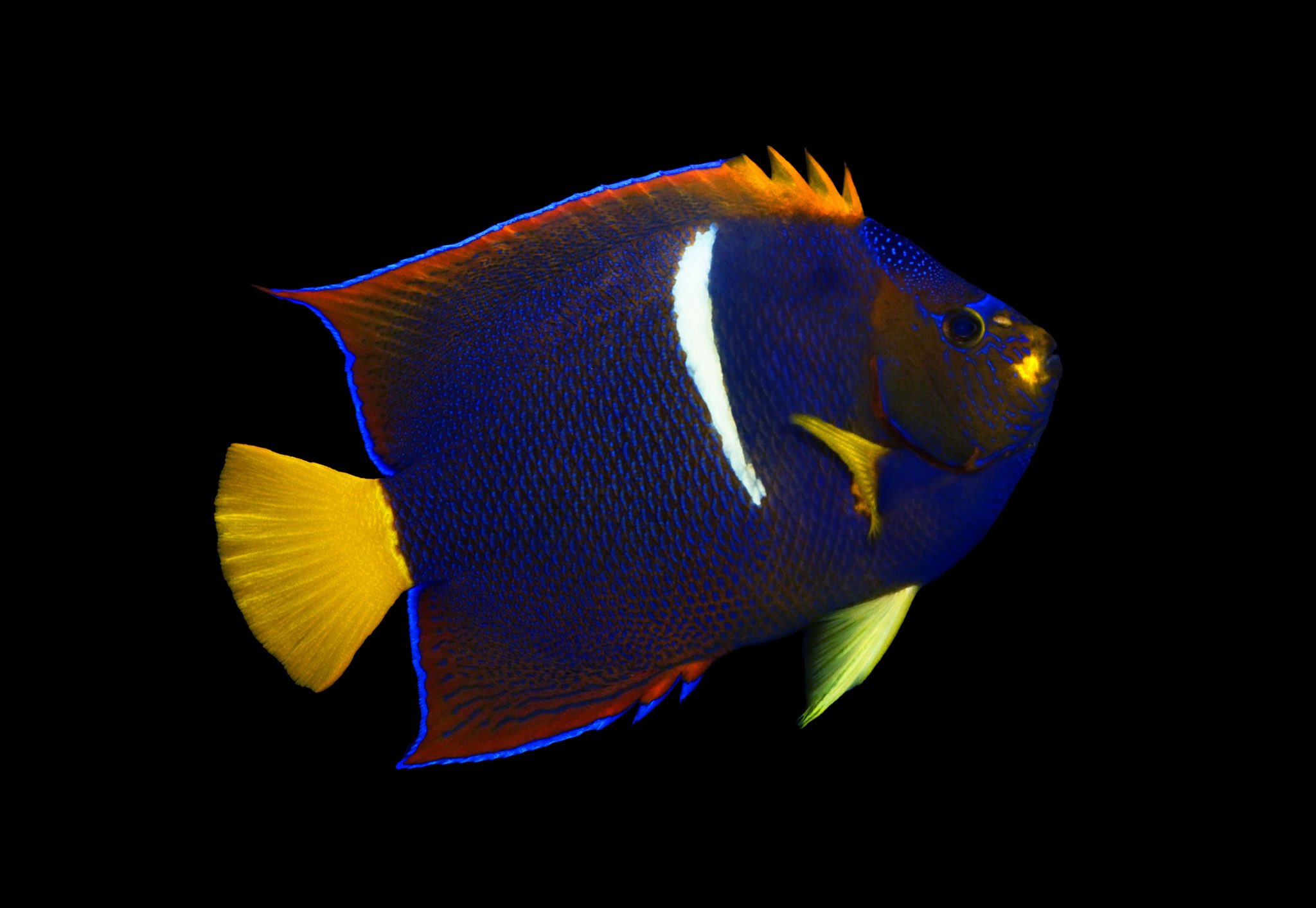 King Angelfish