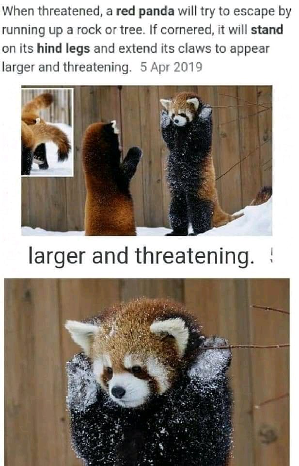 Angry Red Panda