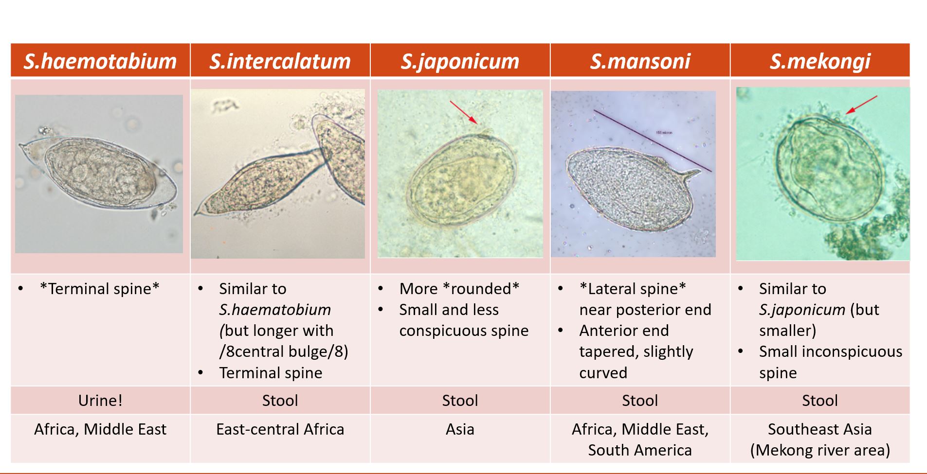 Schistosoma Haematobium