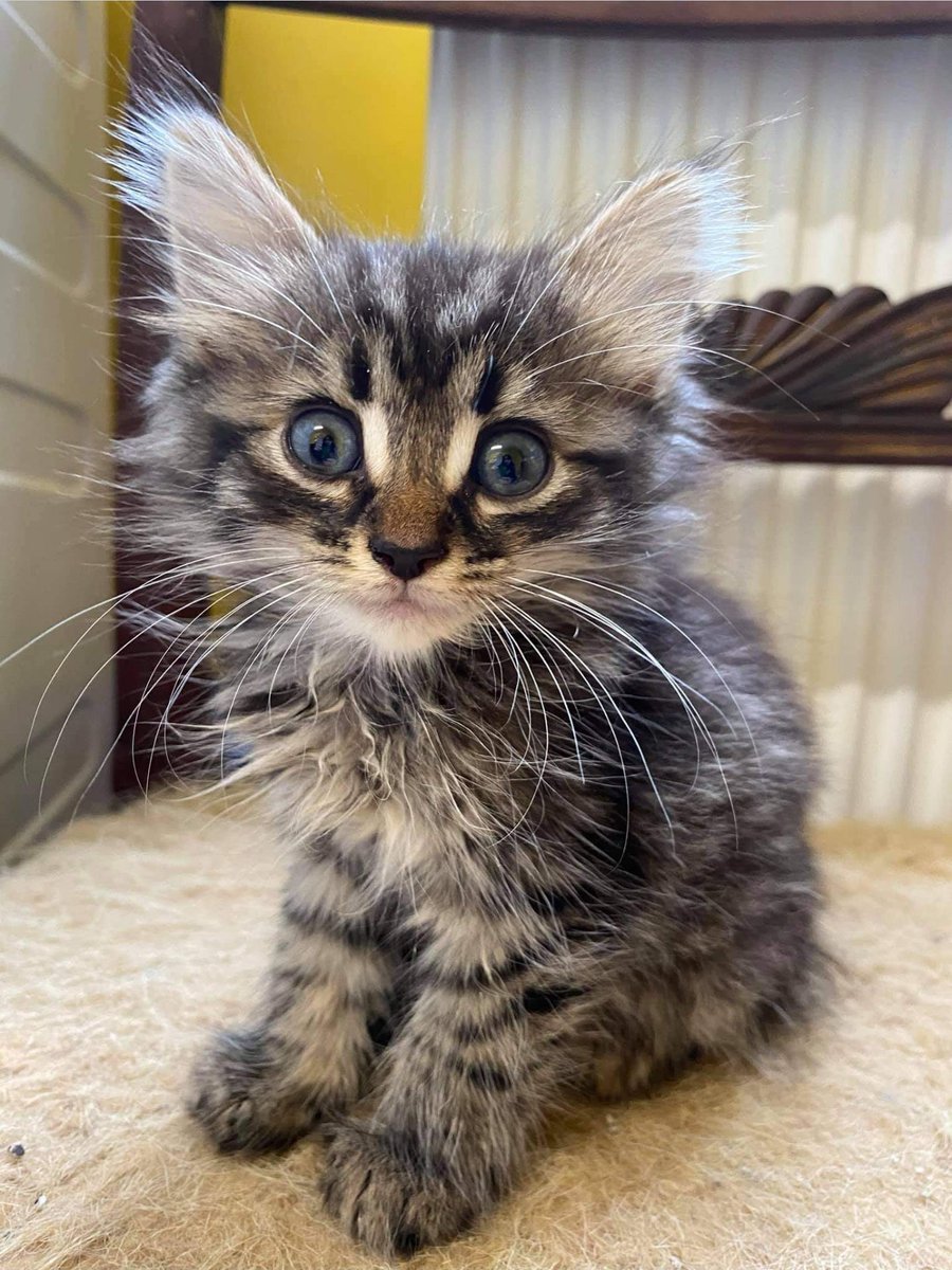 Mokave Cats Kittens
