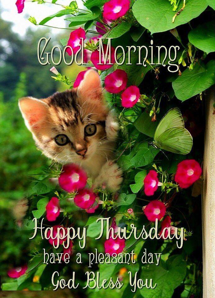 Happy Thursday Kitten