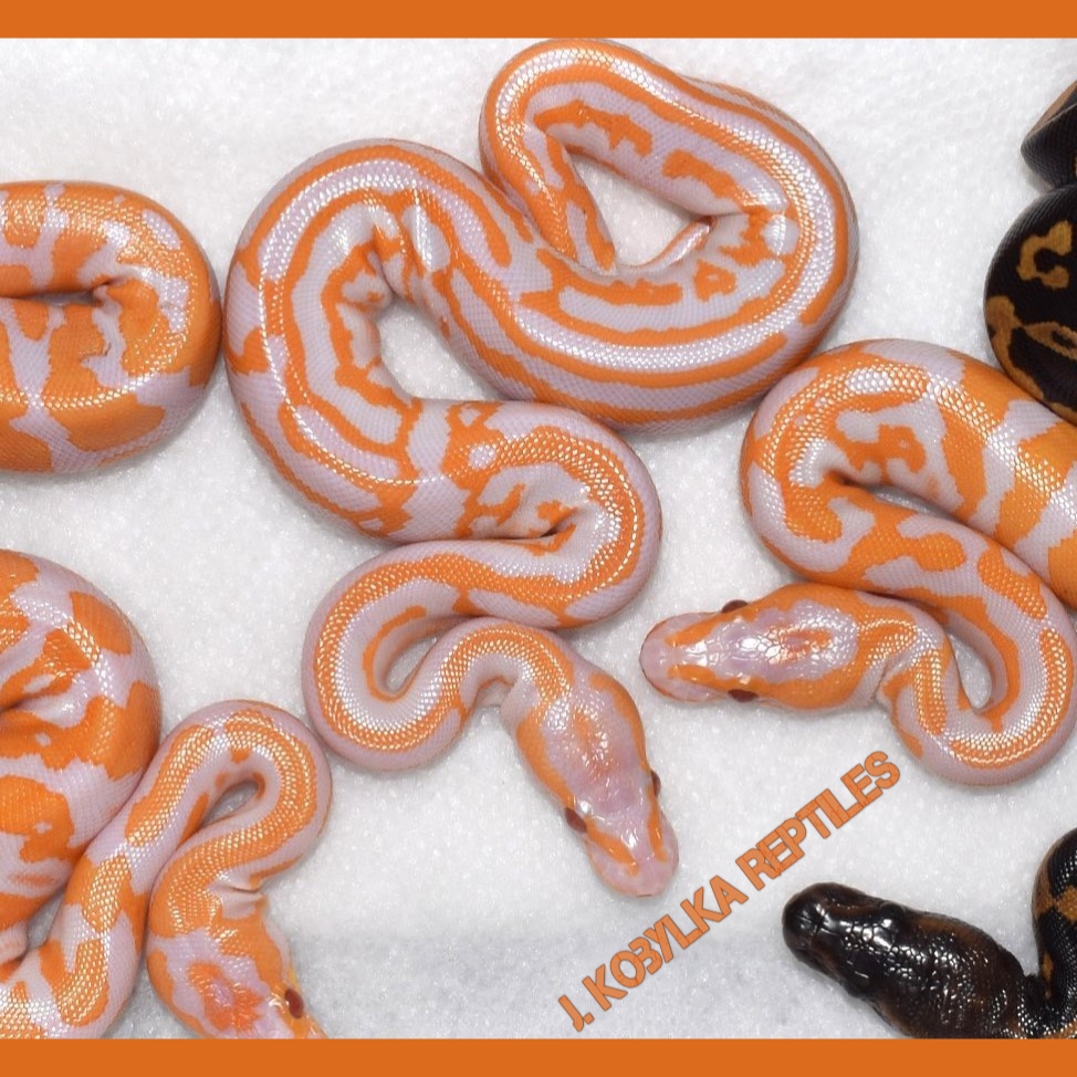 Lavender Albino Ball Python