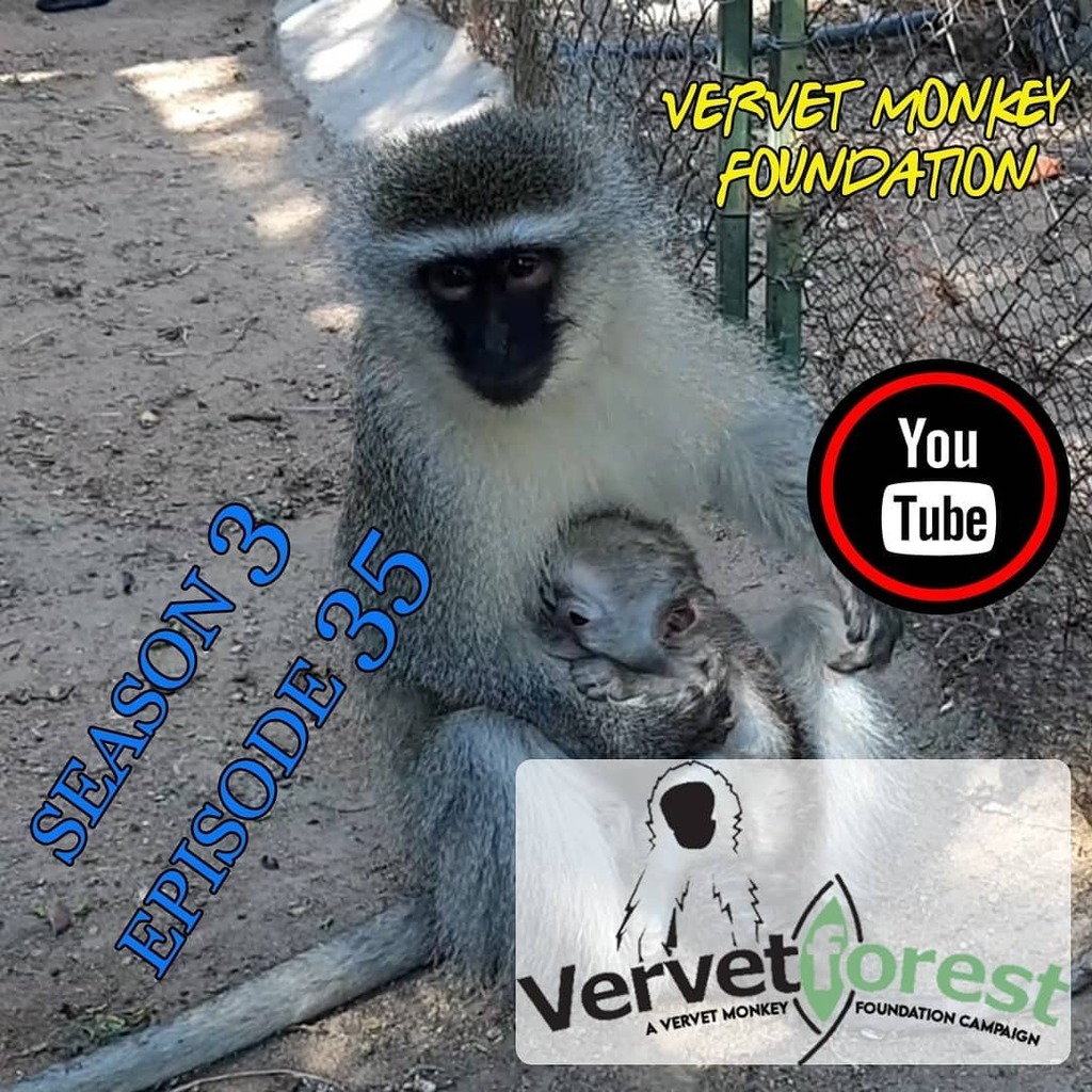 Volunteer Vacancies | Vervet Monkey Foundation