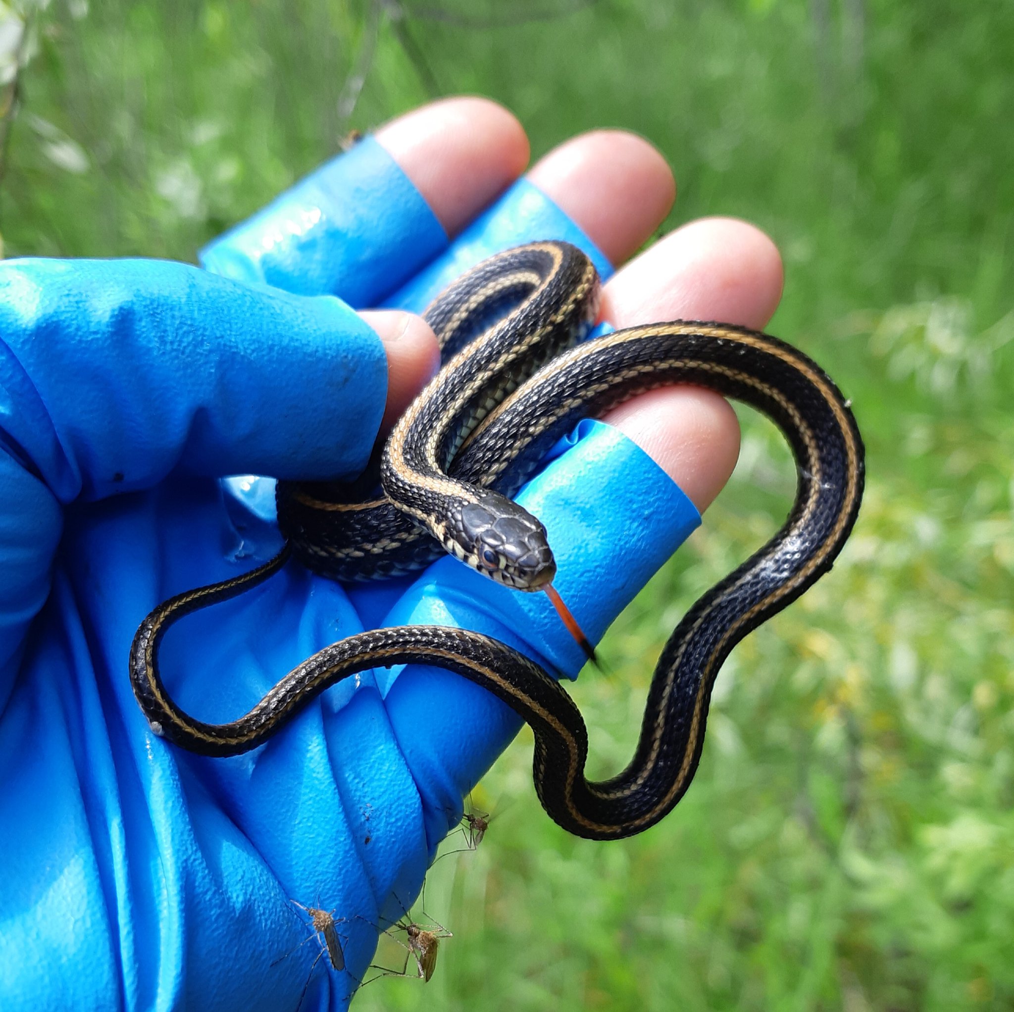 Pregnant Snake Giving Birth