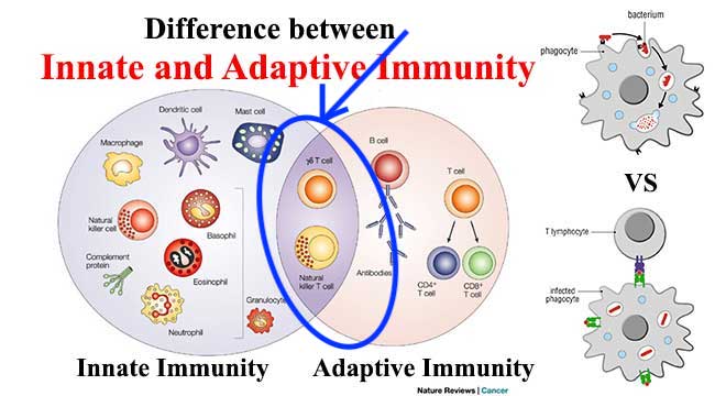 Innate And Adaptive Immune Response