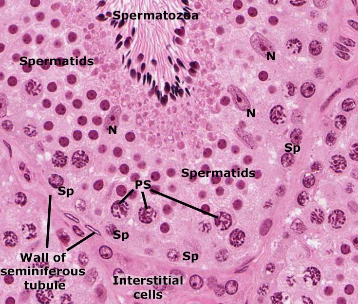 Thread By Chapman Histo 1 5 Hpotd Histology Of The Testis Resin