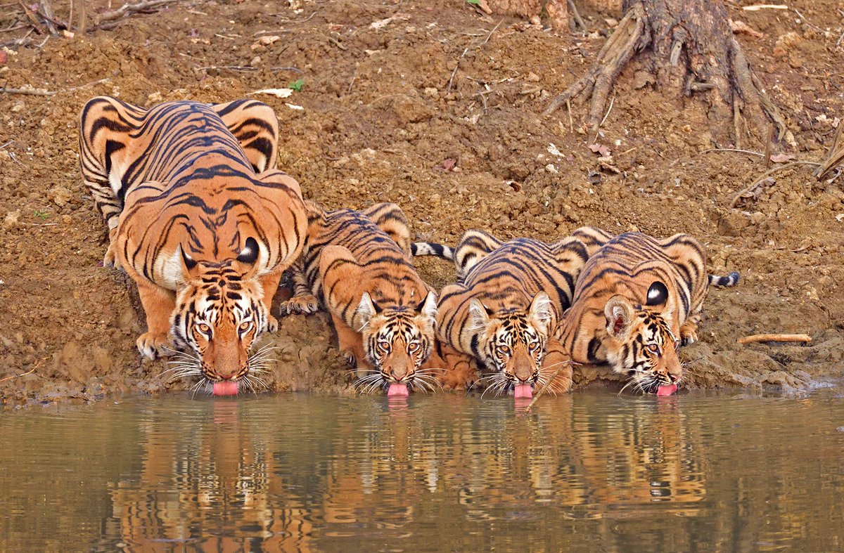 Ambush Of Tigers
