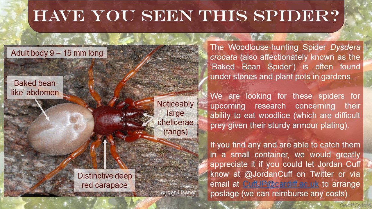 Sowbug Killer Spider Bite