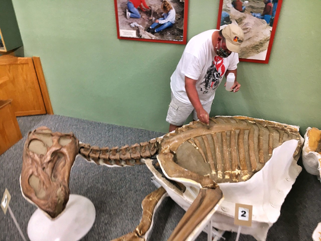 Brachylophosaurus Fossil