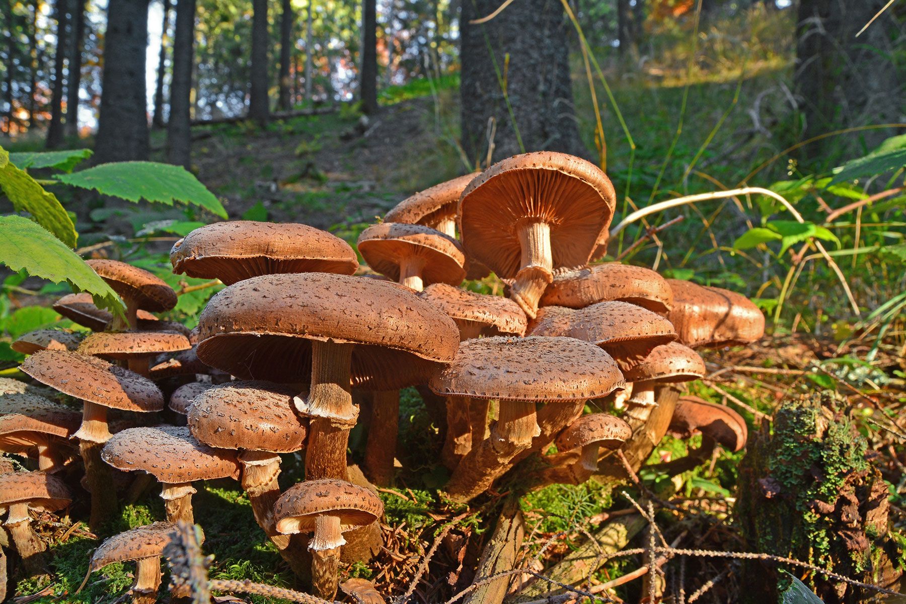 Armillaria Ostoyae Malheur National Forest