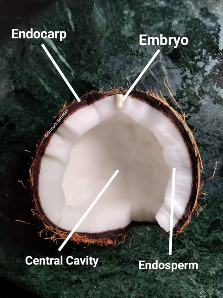 Endosperm Coconut