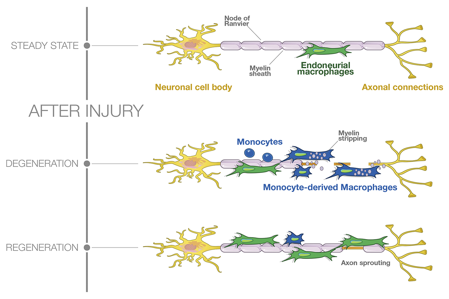 Endoneurium On Neuron Model