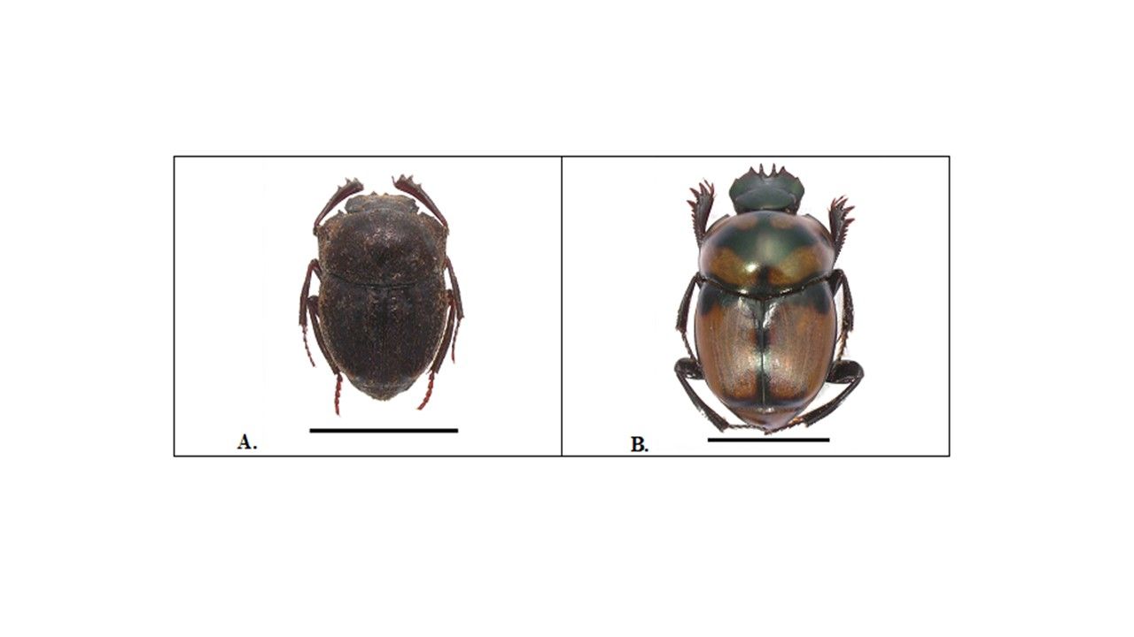 Scarabaeidae Dung Beetles