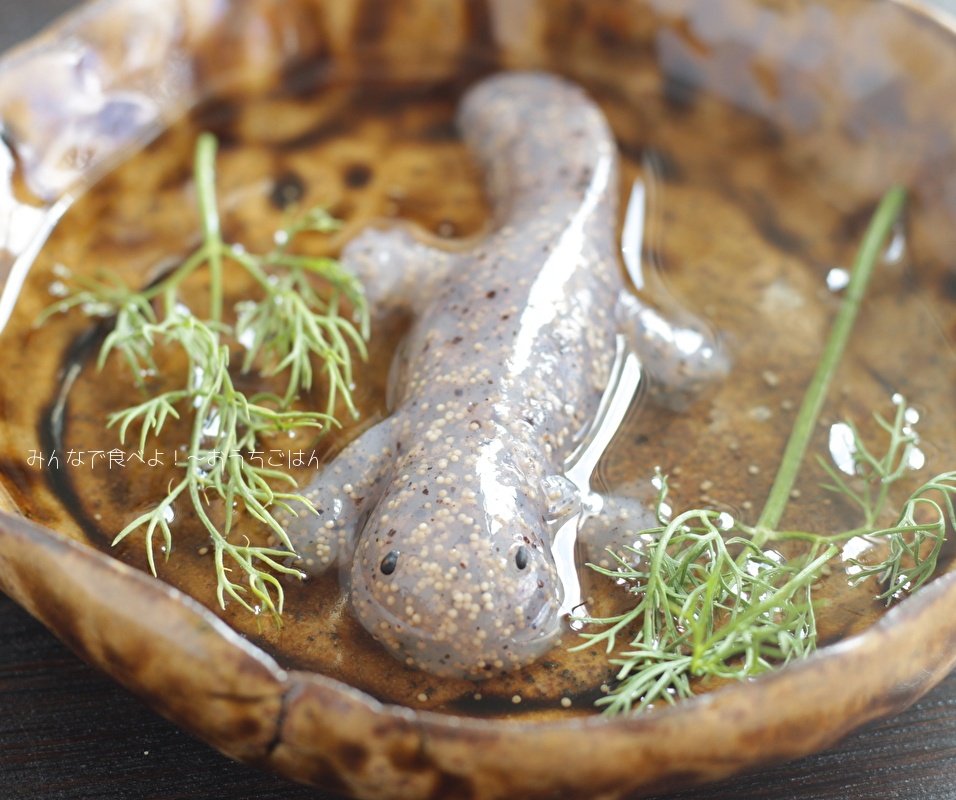 Japanese Giant Salamanders Eating