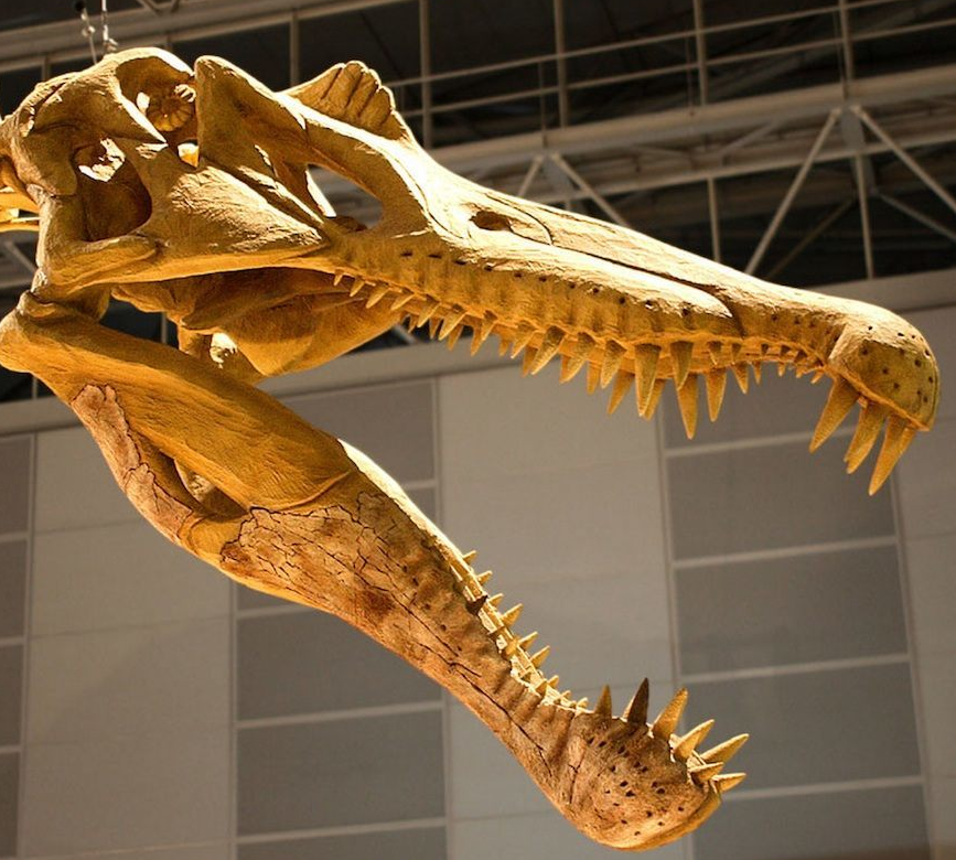 Spinosaurus Skeleton Museum