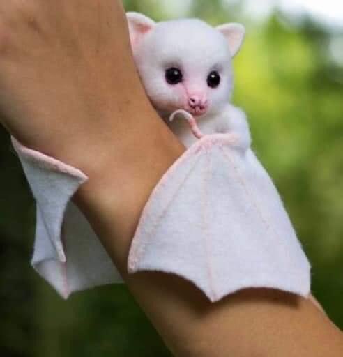Albino Vampirfledermaus
