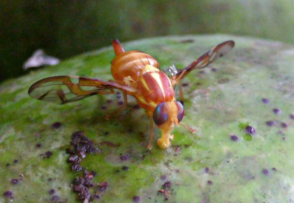 Você sabia que o bicho-da-goiaba by @InsetoLand – Unroll Thread – We ...