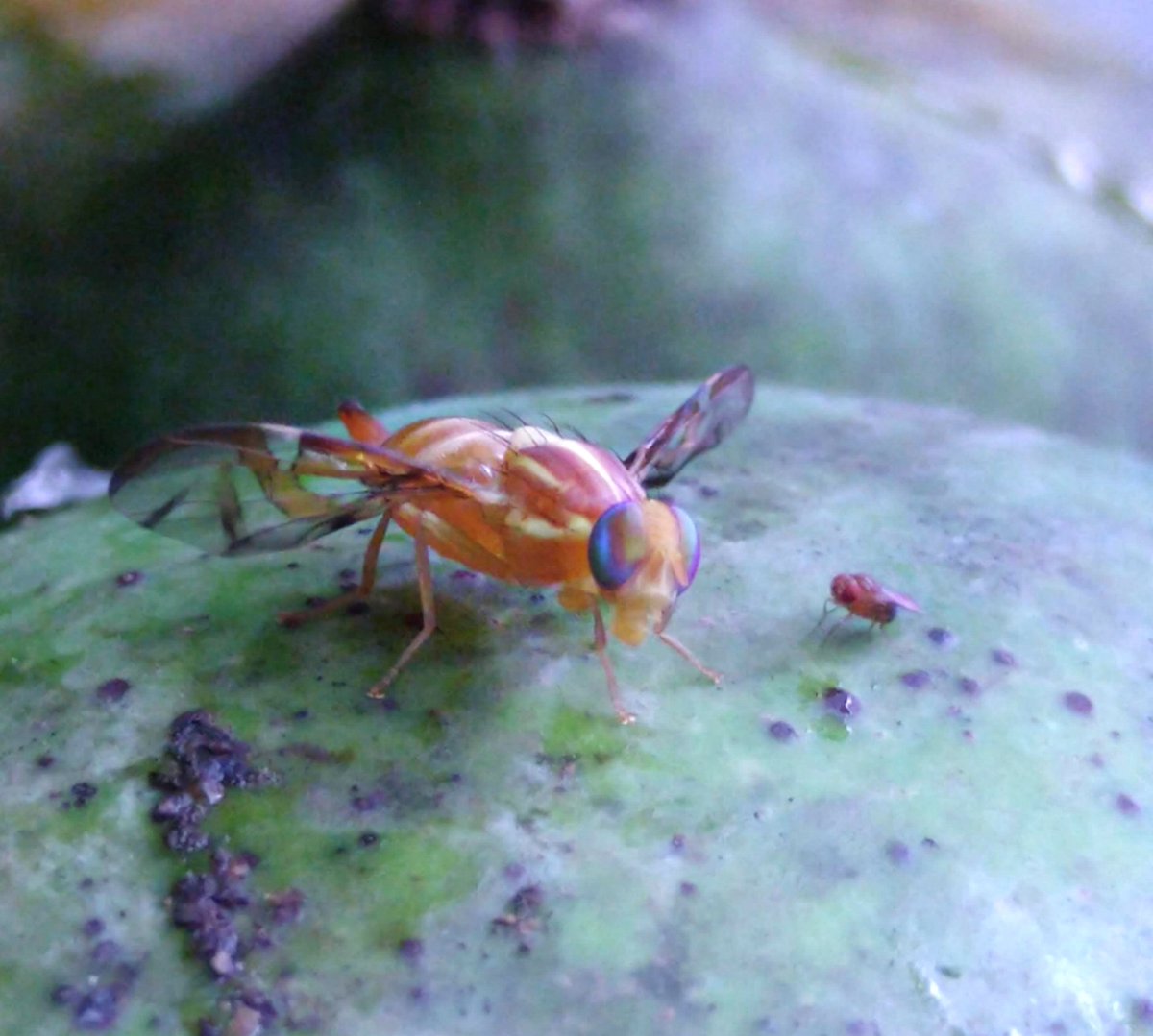 Você sabia que o bicho-da-goiaba by @InsetoLand – Unroll Thread – We ...