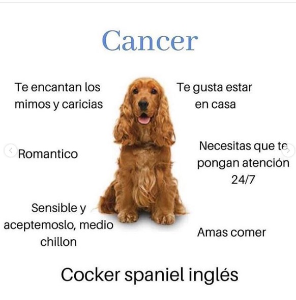 Los Cocker Spaniel Son Propensos Al Cancer
