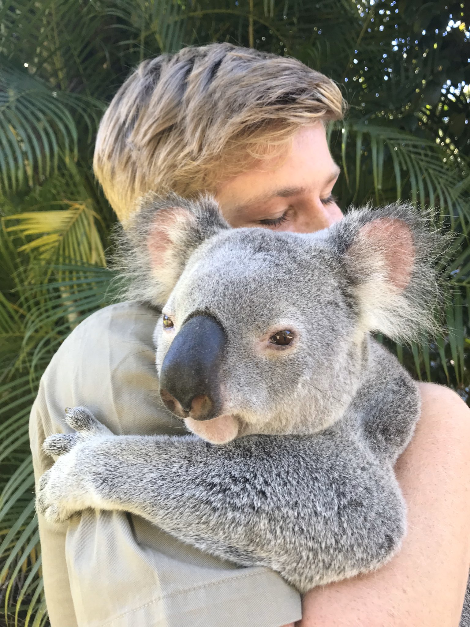 Koala Hug People