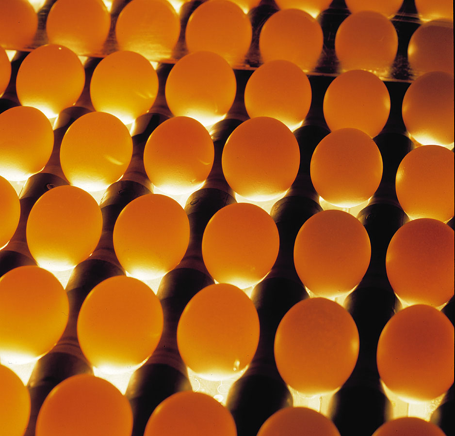 Grade A Egg Candling