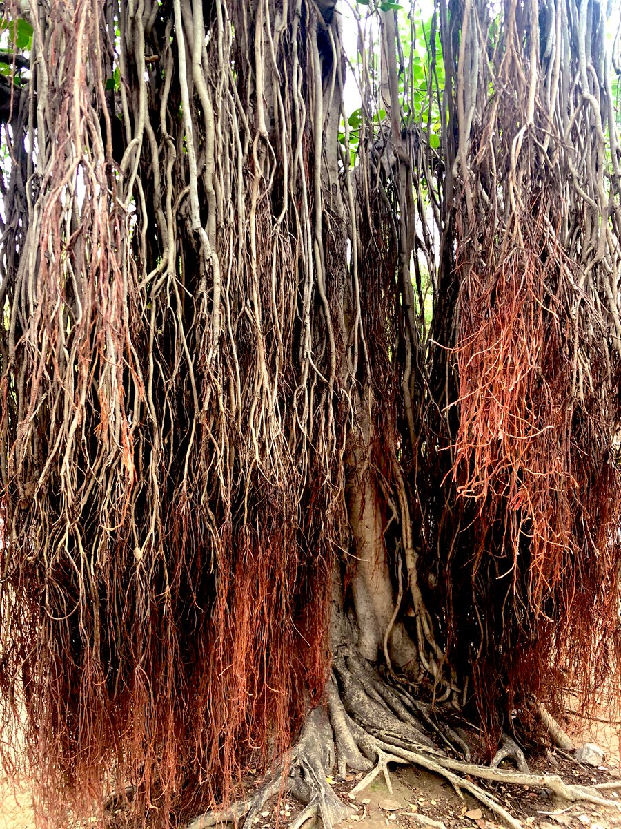 Banyan Tree Hanging Roots