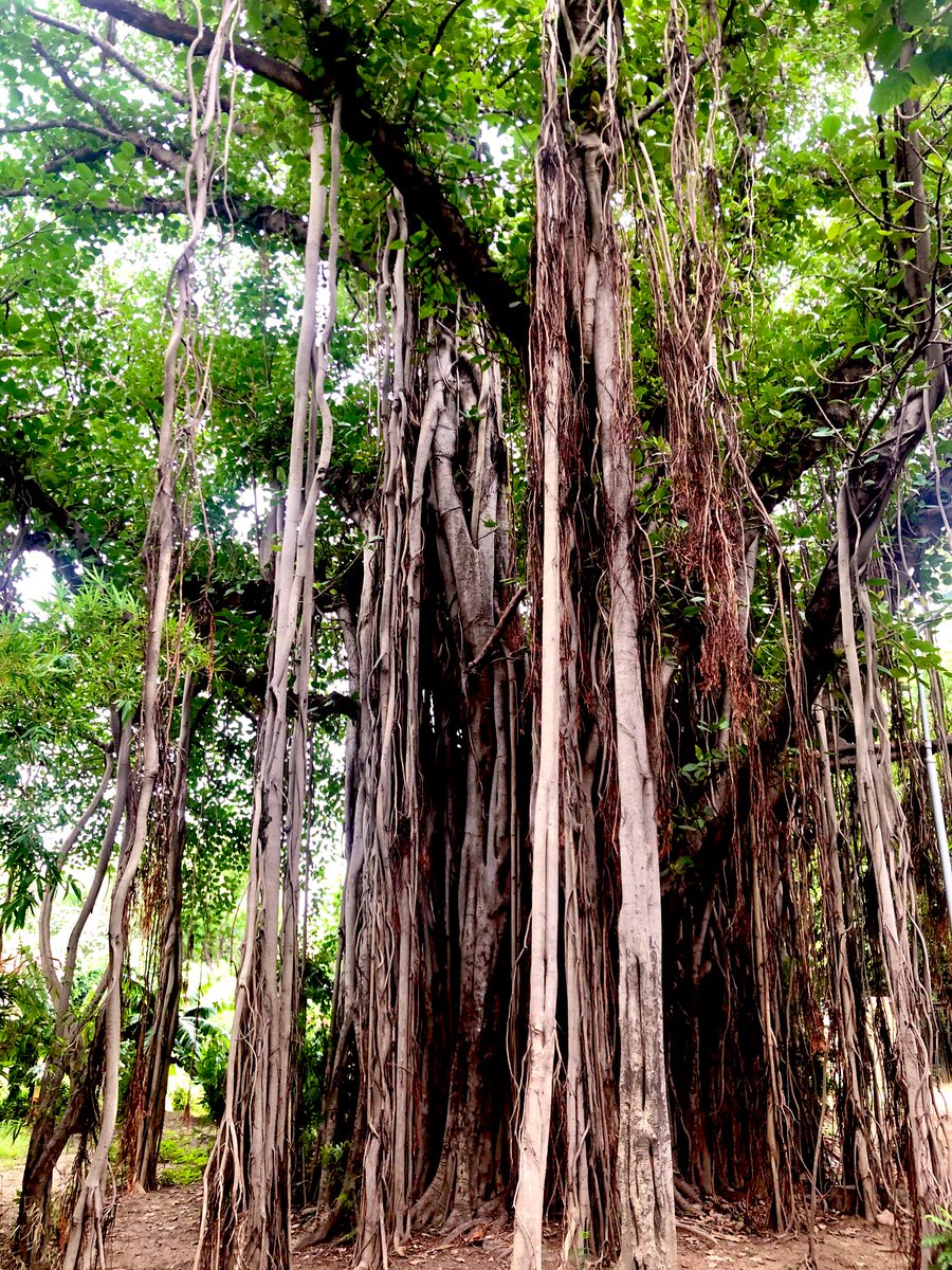 Banyan Tree Hanging Roots