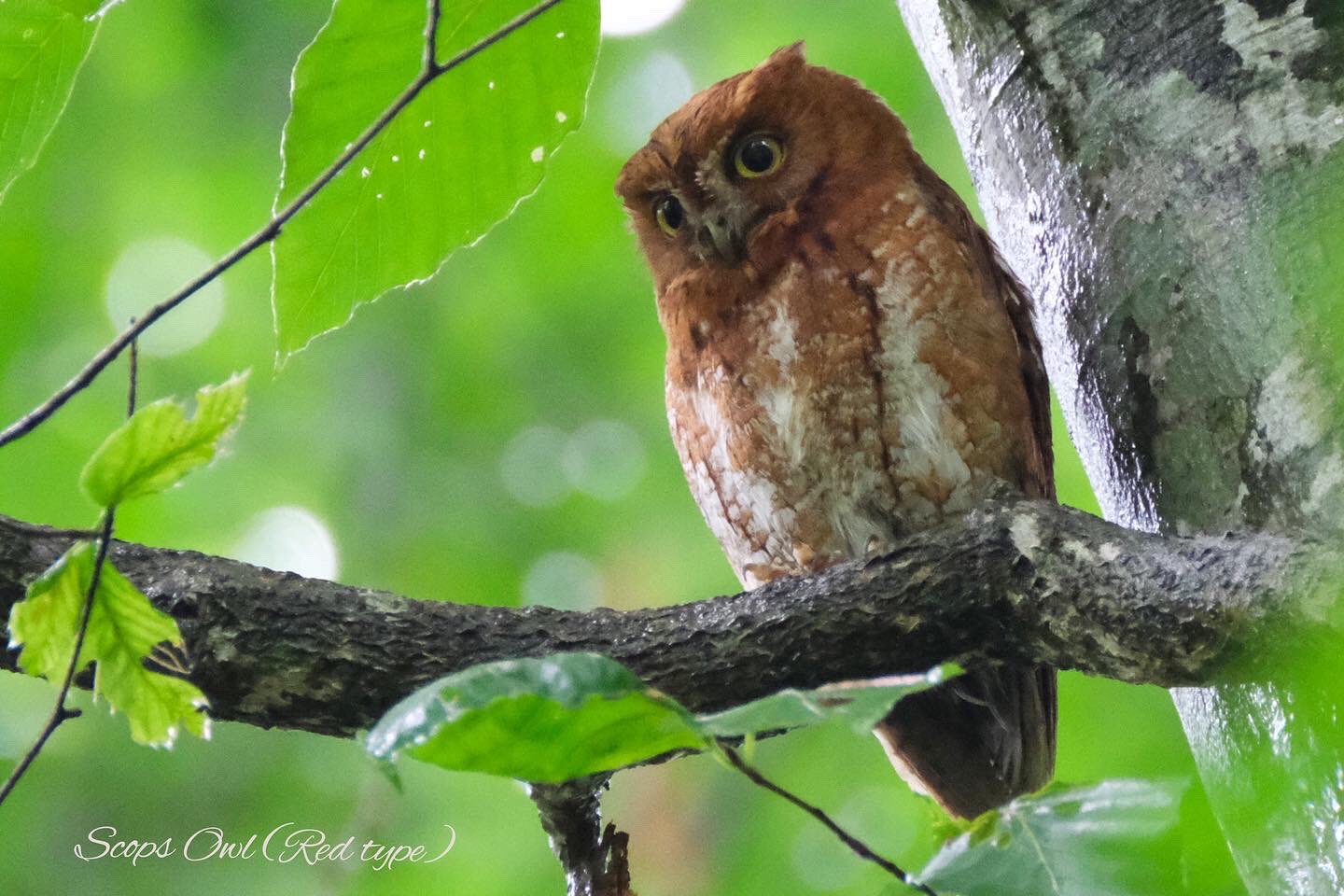Reddish Scops Owl