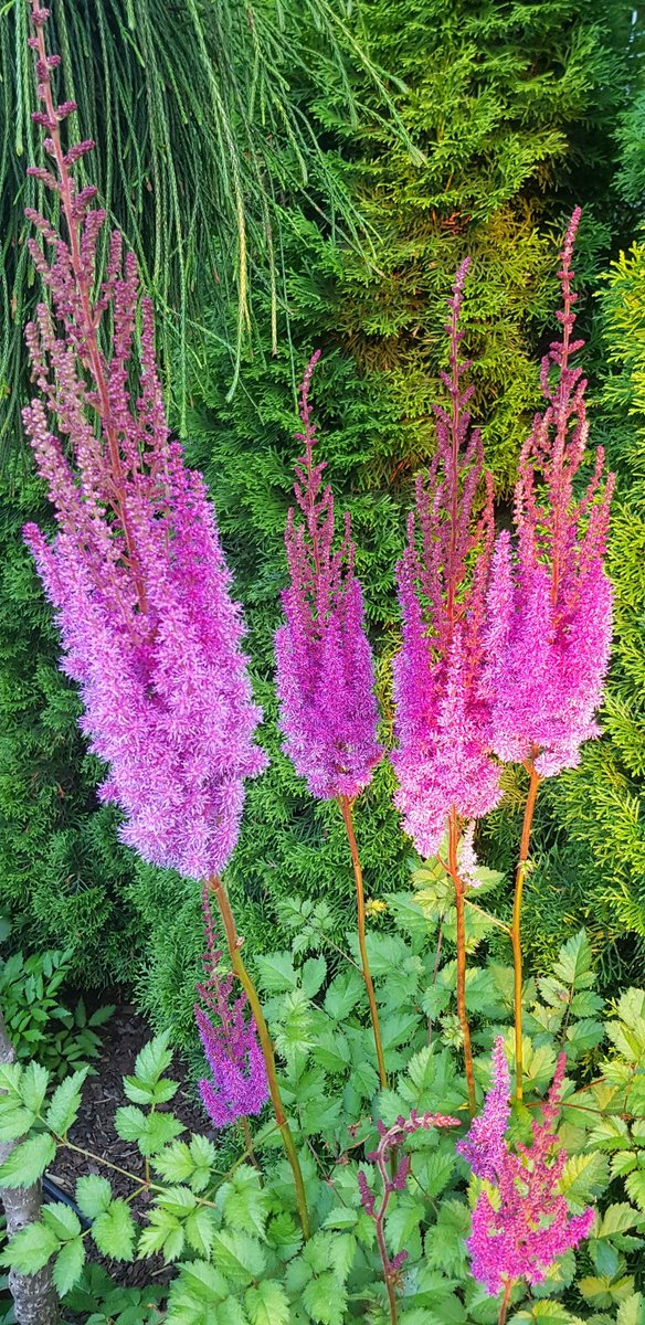 Joanna Cendrowska (@Asha6_) | Twitter