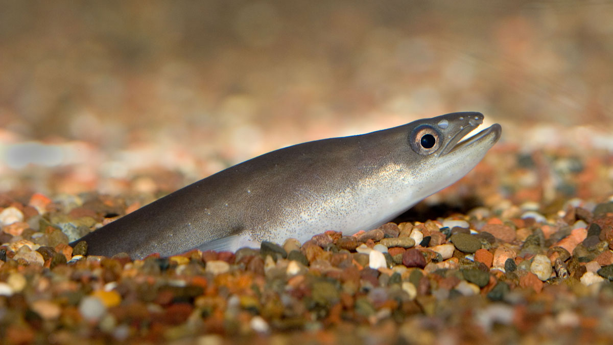 American Eel