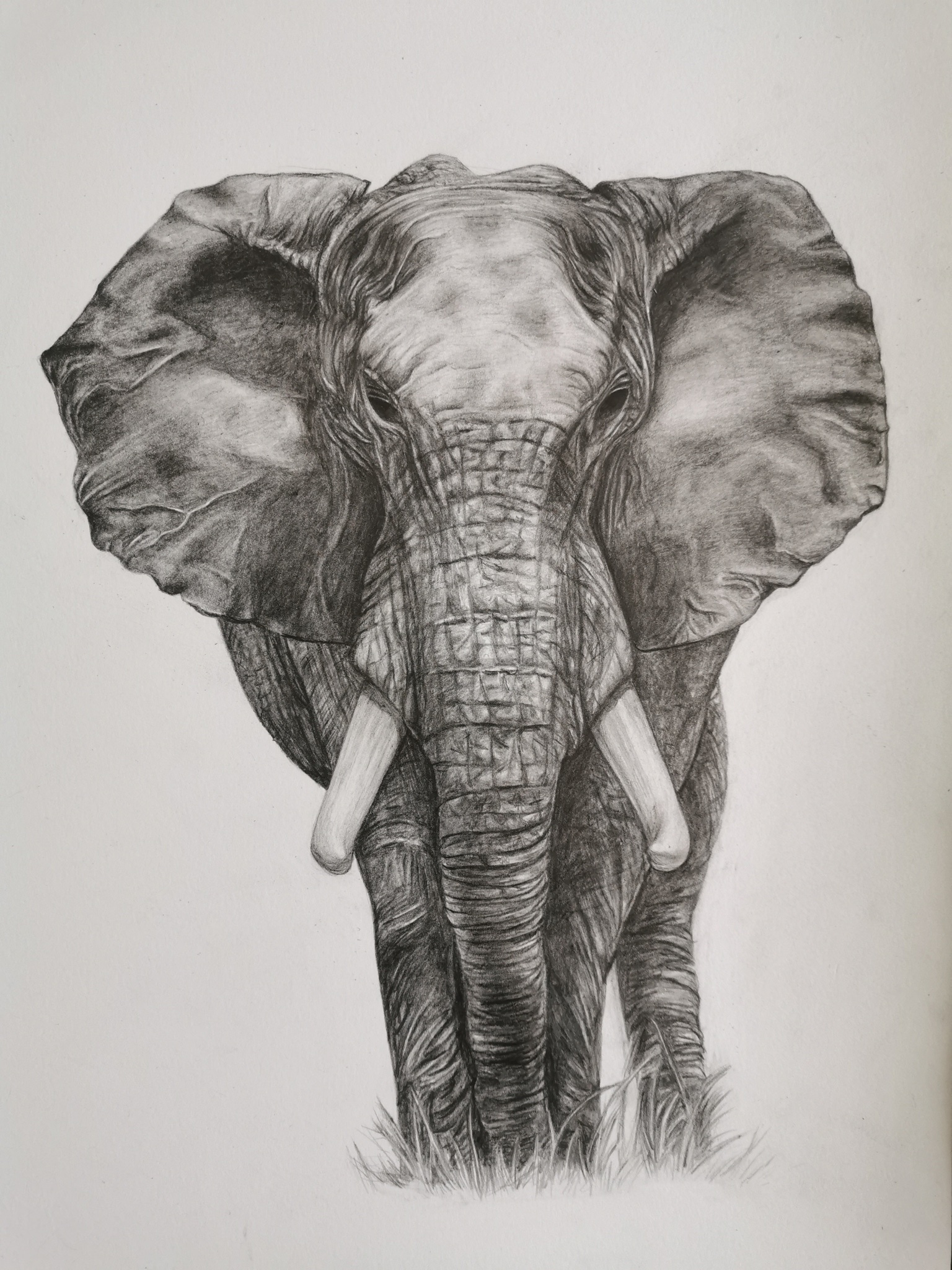 Elephant Face Pencil Drawing