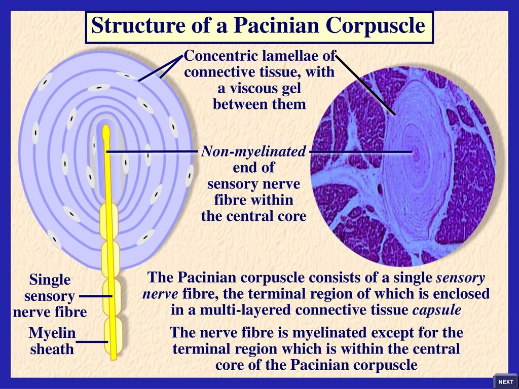 Pacinian Corpuscle Structure