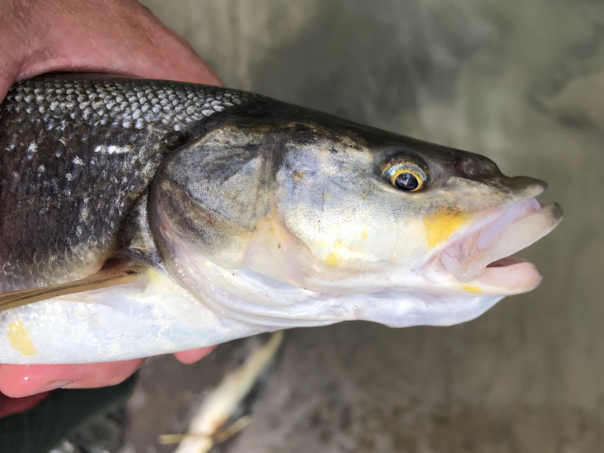 Northern Pike Minnow