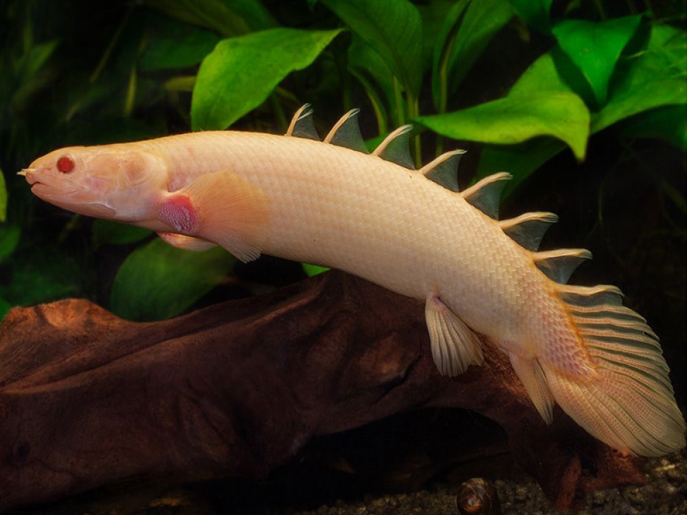 Albino Dragon Fin Fish