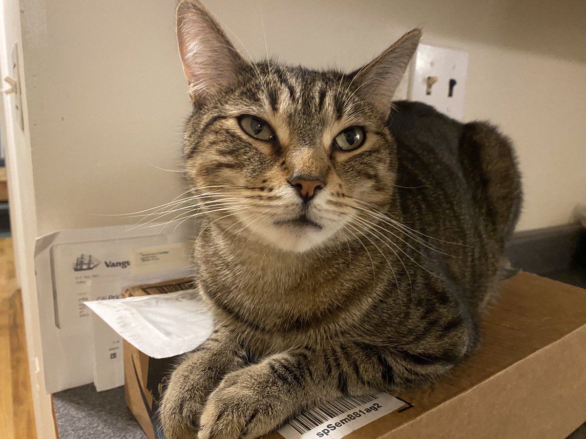 jake on Twitter: "2 cats…