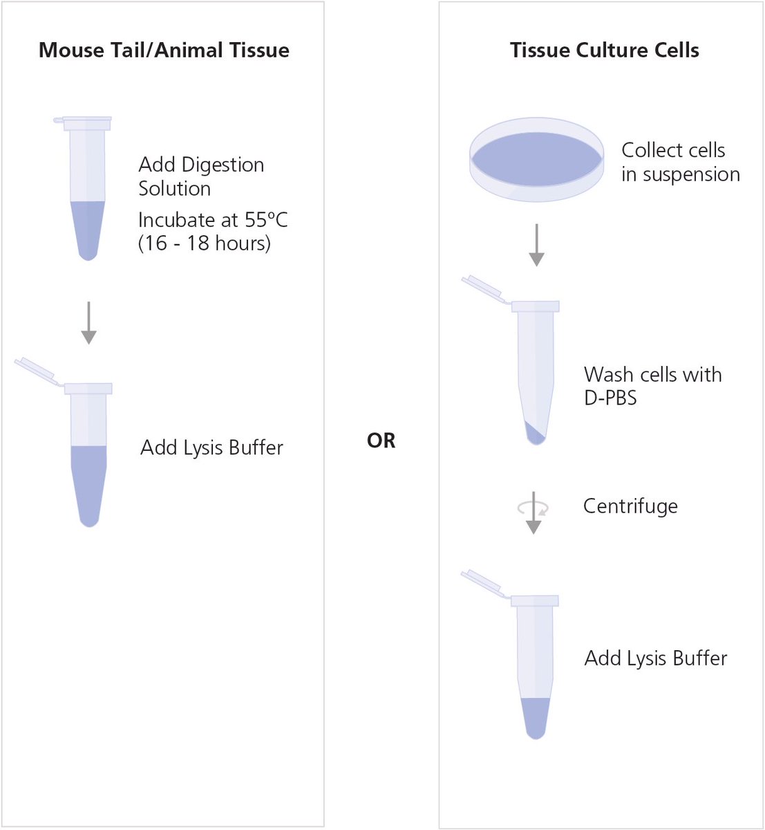 What Is The Use Of Proteinase K In Dna Extraction at Donald Mccann blog
