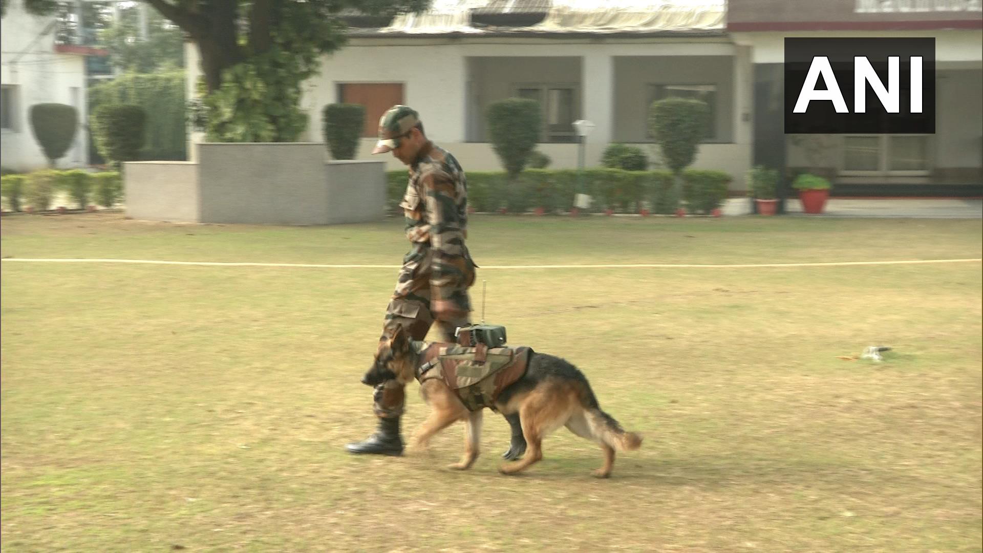 Indian Army Dogs Training Military Dog Training Techniques And Tips