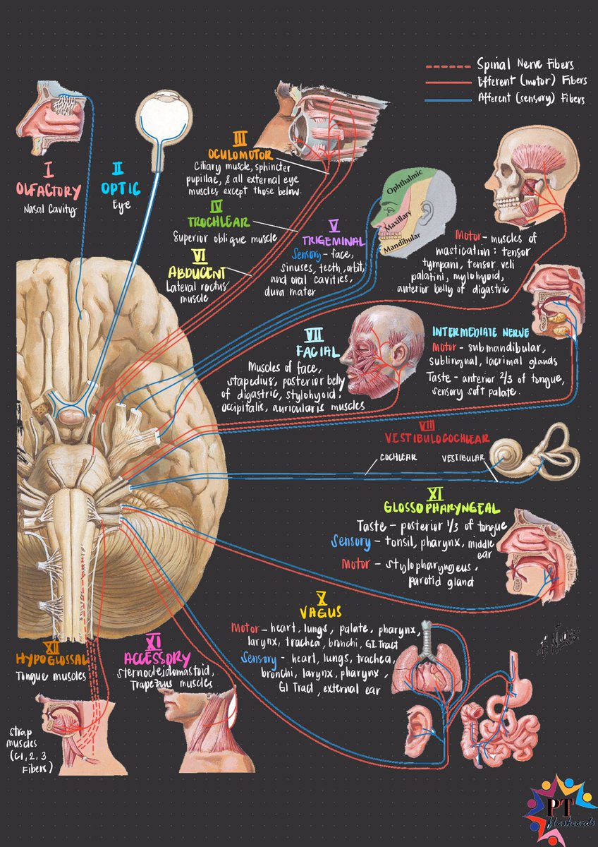 Facial Nerve Anatomy Netter