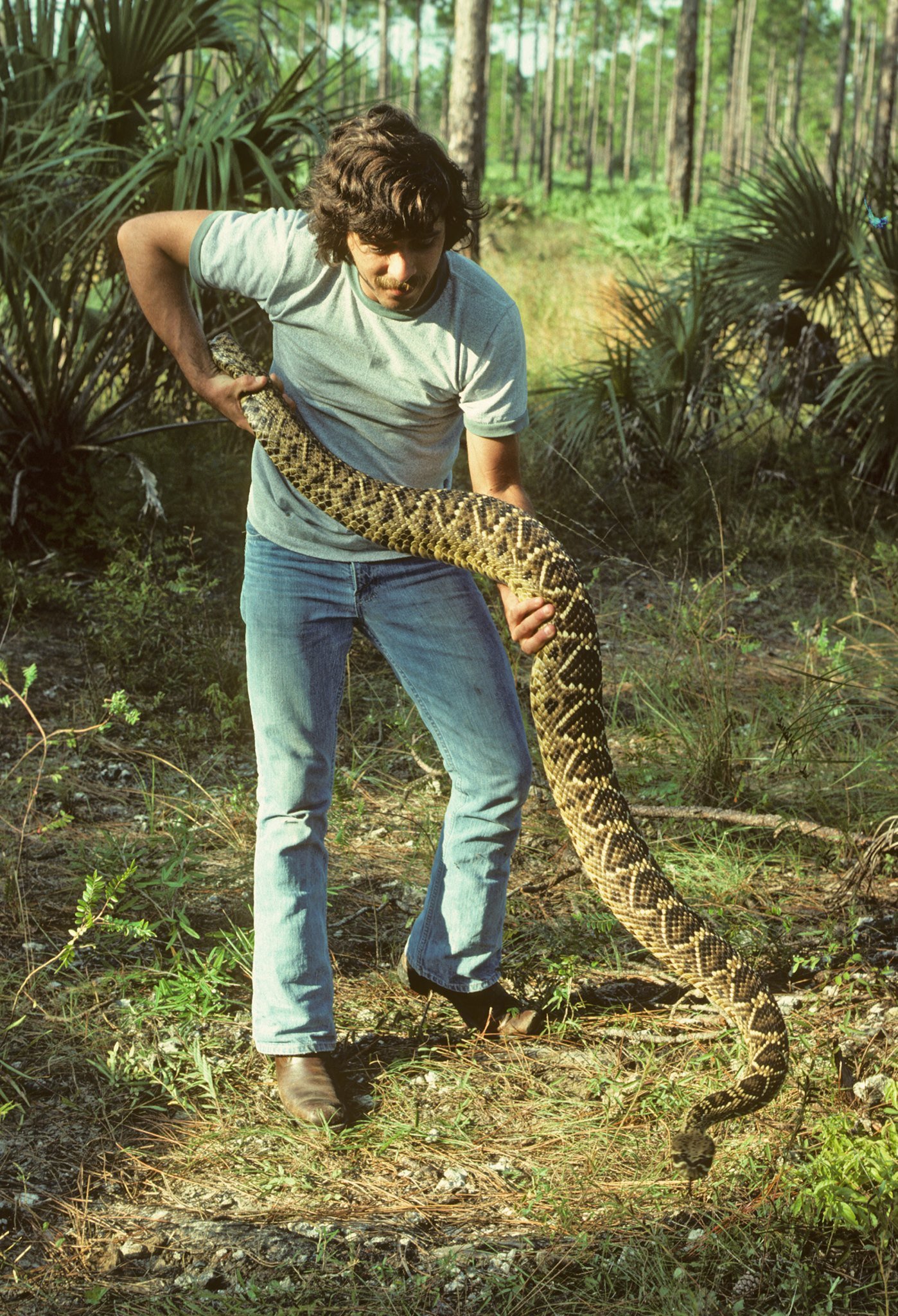 Crotalus Adamanteus
