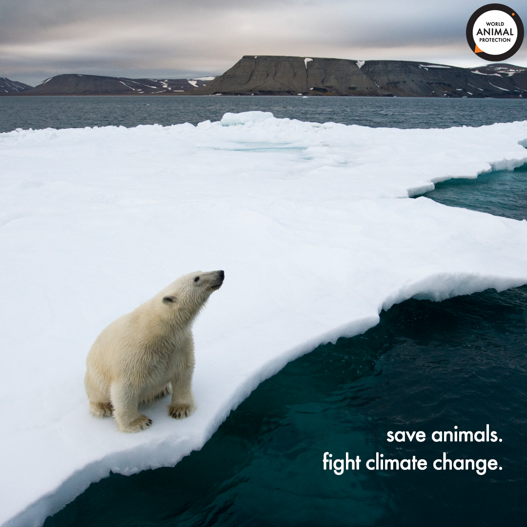 World Record Polar Bear