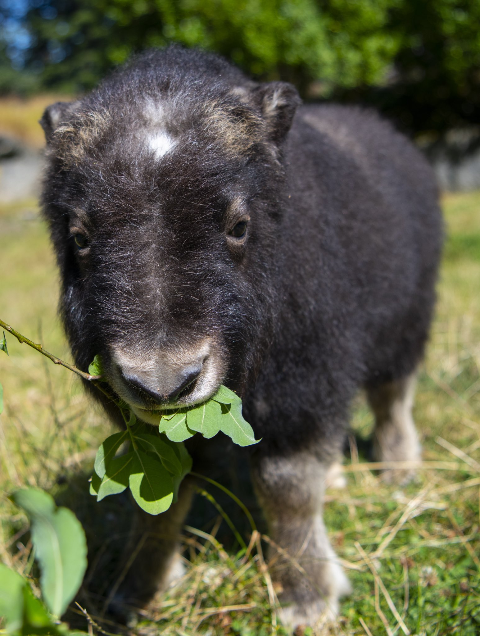 Musk Ox Calf