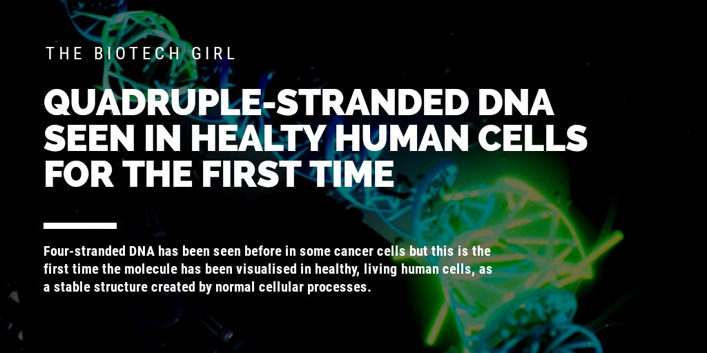 Quadruple-stranded DNA seen in healthy human cells for the first time ...