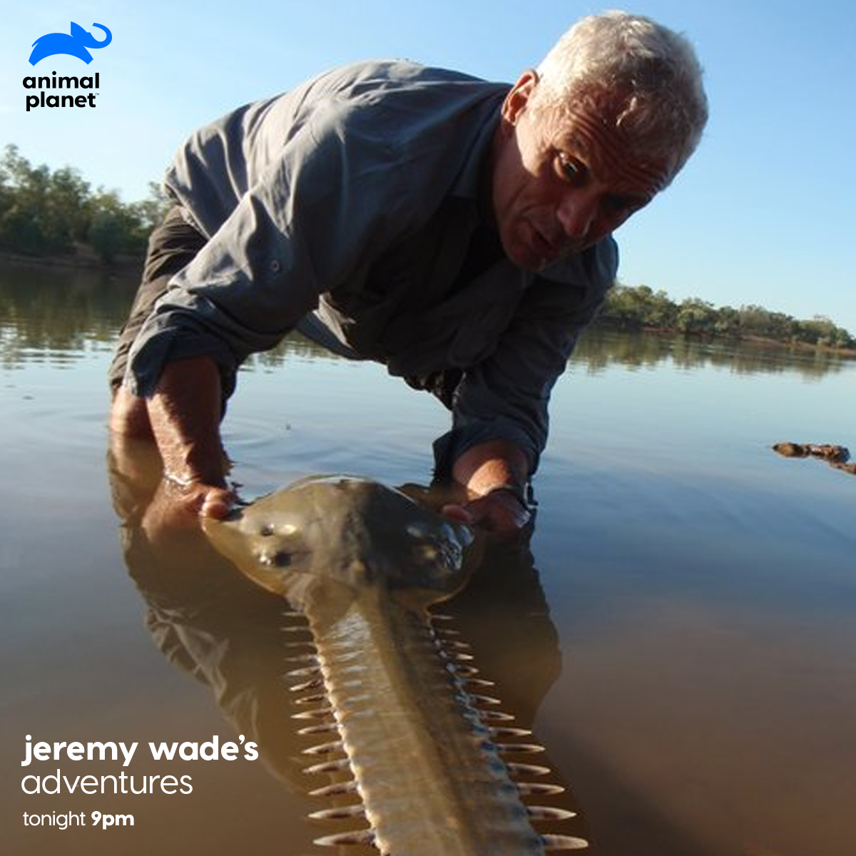 River Monster Sawfish