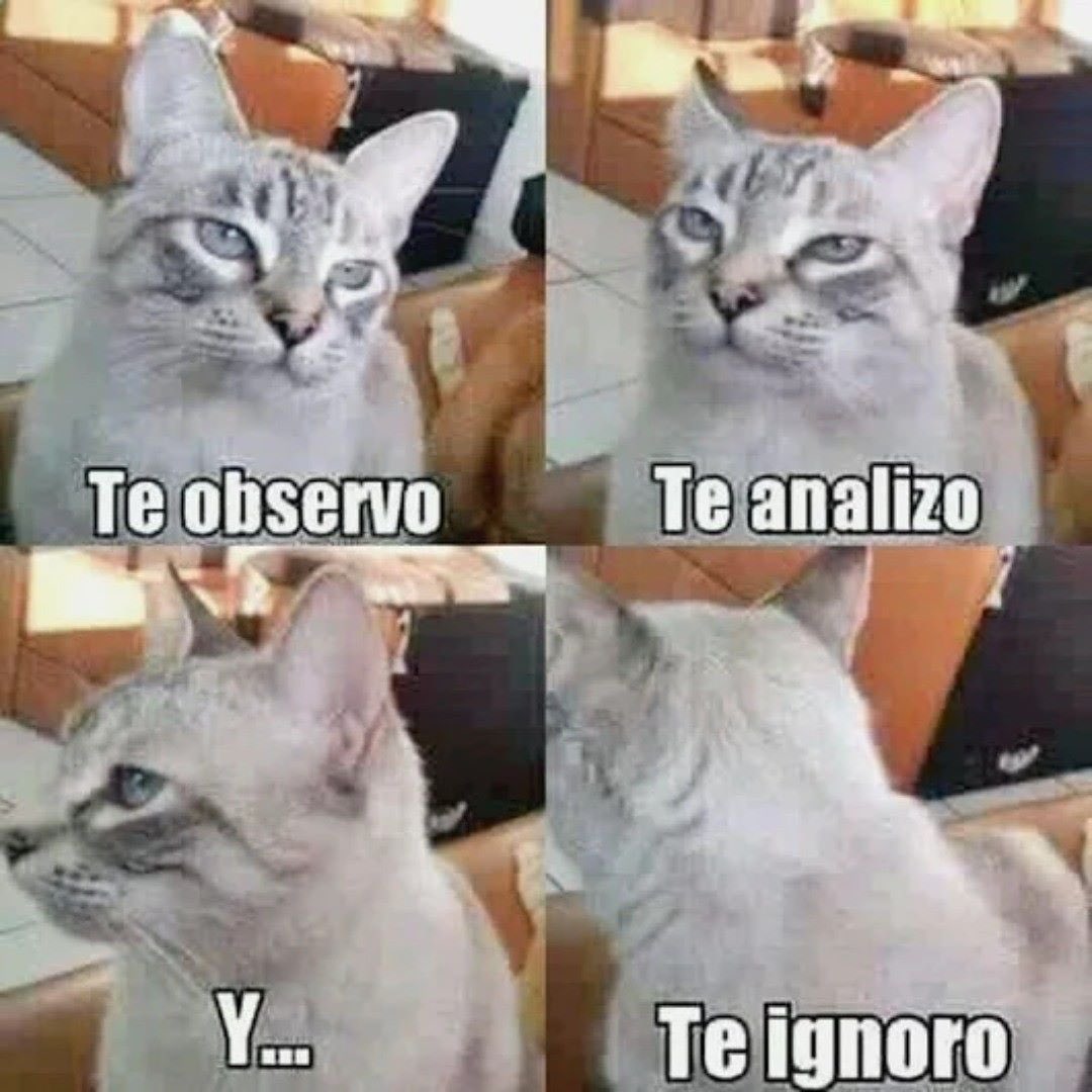Observo Analizo Callo Memes