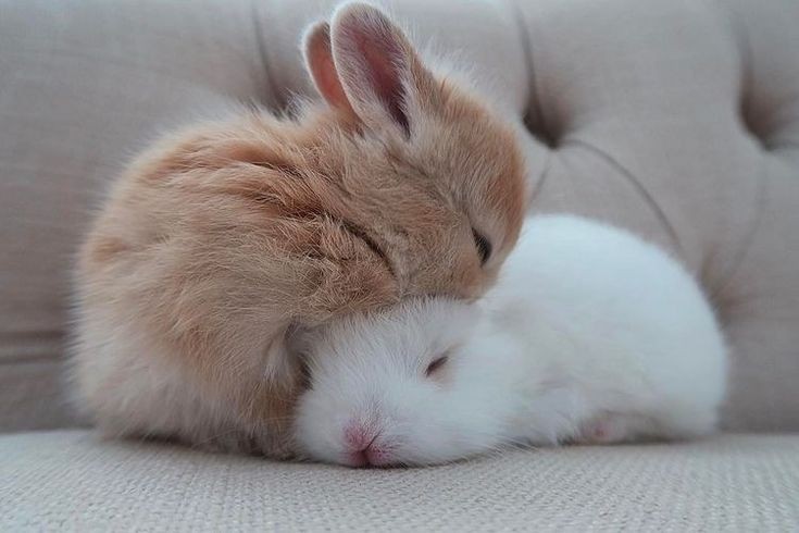 Cute Baby Bunnies Sleeping