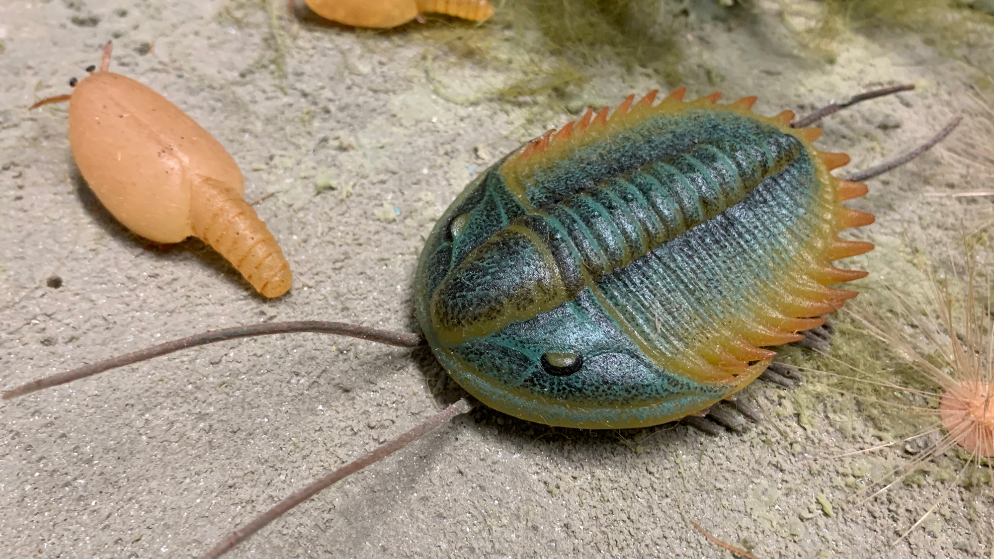 Trilobite Reconstruction