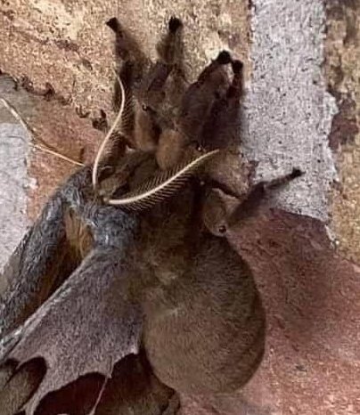 Tarantula With Wings