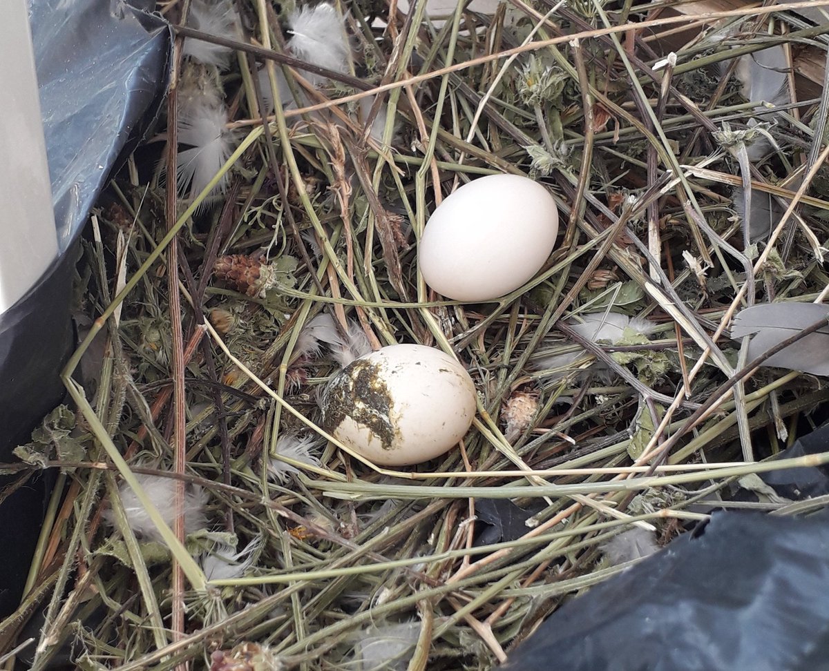 Twoucan - 🥖 Kéké 🥖 (@Kekeflipnote)